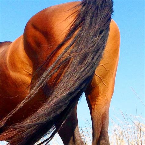 Premium Photo Low Angle View Of Trees