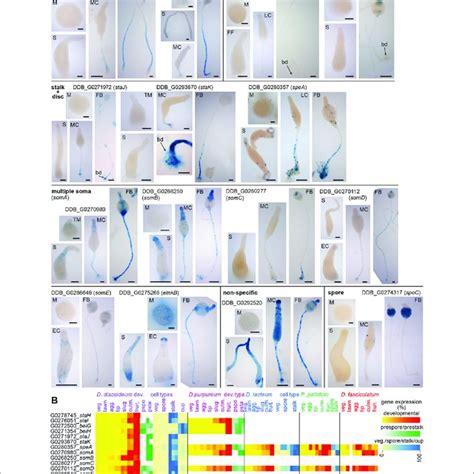 Regulation Of Cell Type Marker Genes By Signal Molecules Ax2 Cells
