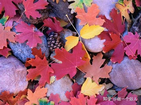 《清平乐·金风细细》原文翻译赏析 晏殊 宋词三百首 知乎