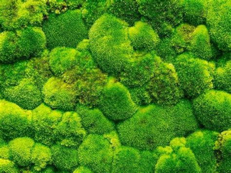 Искусственный мох в интерьере. Как сделать искусственный мох? | Moss ...