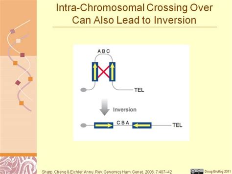 Interspersed Segmental Duplications Provide A Substrate For Genomic