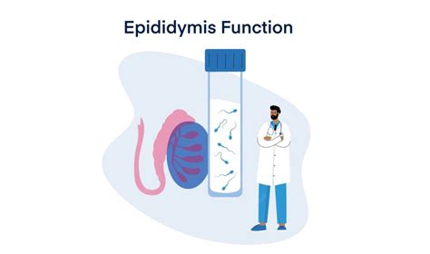 What Is Epididymis Causes Function And Treatment