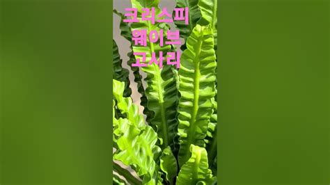 조인폴리아 크리스티 웨이브고사리 Youtube