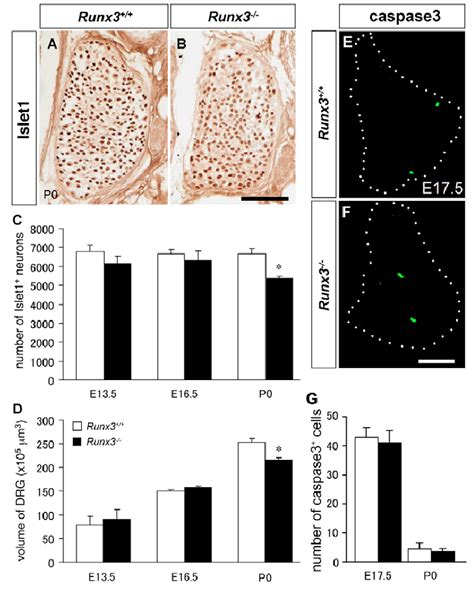 number of drg neurons and drg volume are decreased in p0 runx3 mice