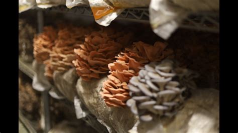 Mushrooms In A Bucket Using Smoker Pellets For Substrate Youtube