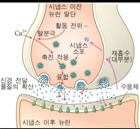 공황장애극복과 세로토닌행복호르몬 그리고 Ssri항우울제 네이버 블로그