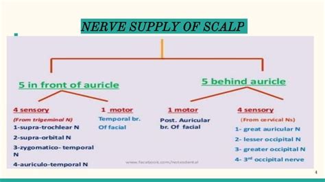 Scalp Nerve And Blood Supply Pptx