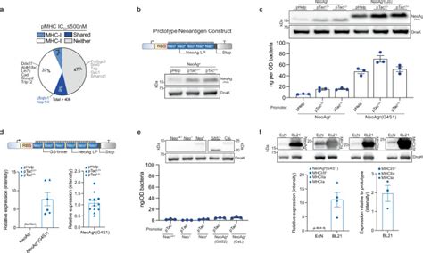 Probiotic Neoantigen Delivery Vectors For Precision Cancer Immunotherapy Pmc
