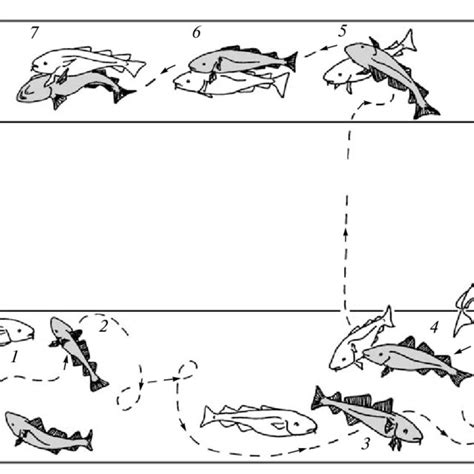 PDF Acoustic Signaling In Fish