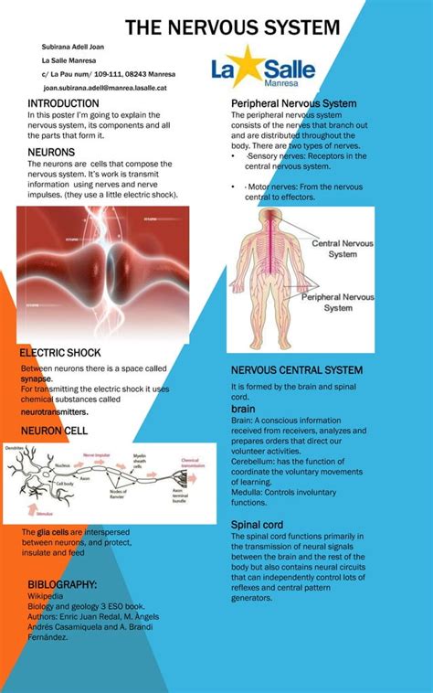 the nervous system | PPTX | Brain and Nervous System Disorders ...