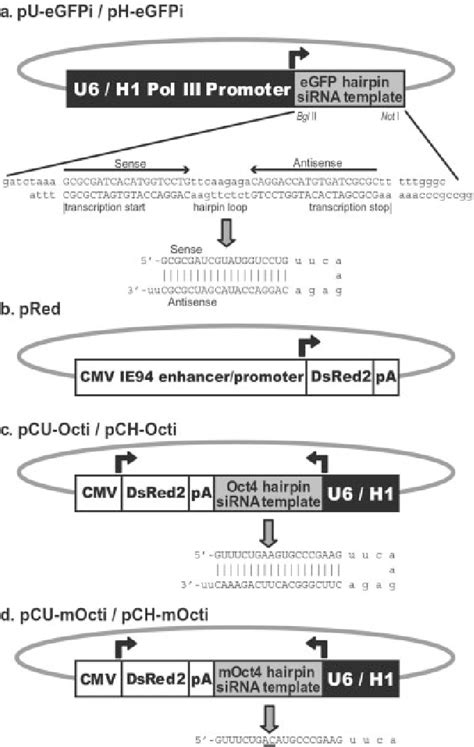 Figure 1 From Oct 4 Rna Interference Induces Trophectoderm Differentiation In Mouse Embryonic