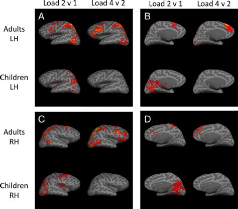 bold activity from increasing working memory load for both adults and