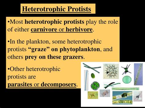 Ppt Protists Powerpoint Presentation Free Download Id 2375340