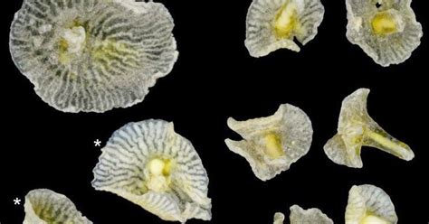 Species New To Science Invertebrate • 2014 Dendrogramma New Genus