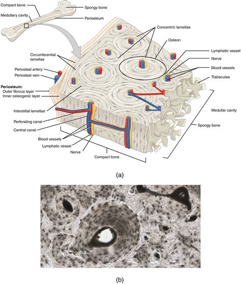 Compact Anatomy For Compact Bone