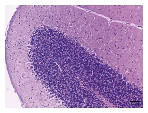 Photomicrograph Showing Normal Rat Brain Cerebellum Section A And Download Scientific
