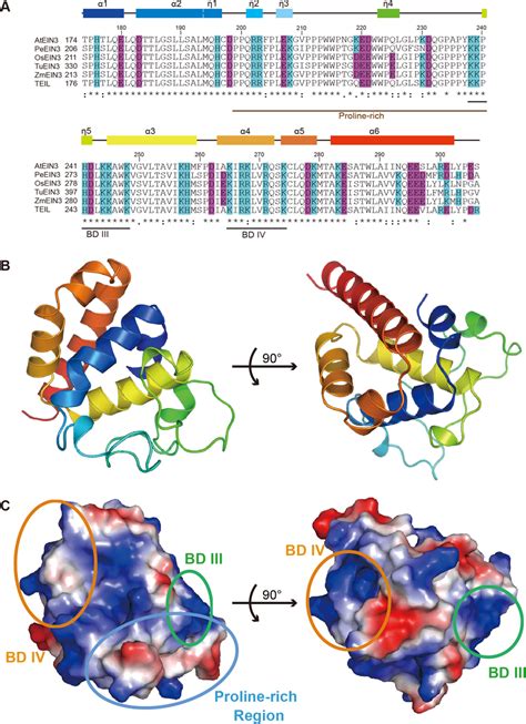 Crystal Structure Of Ein3 Core Dna Binding Domain Pdb Code 4zds A