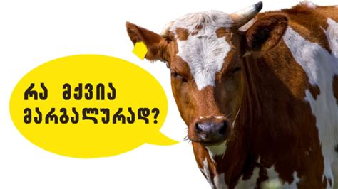 თუ გამოიცნობ რა ჰქვიათ ცხოველებს მეგრულად [ქვიზი] Batumelebi • ქვიზი • Batumelebi Ge
