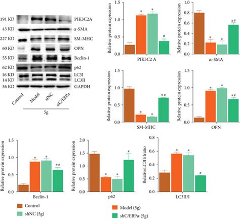 The Impact Of C Ebpα Deficiency In Stretch Activated Aortic Rings Of Ad Download Scientific