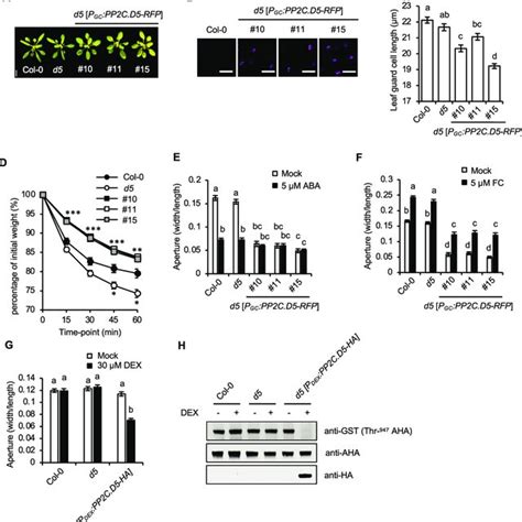 Pdf Saur Proteins And Pp2cd Phosphatases Regulate H Atpases And K