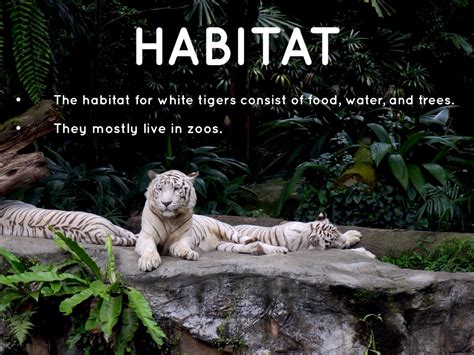 White Bengal Tigers Habitat