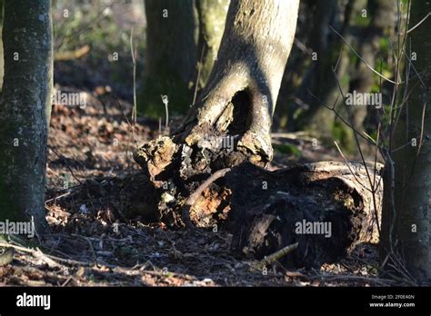 Tree Roots Coming Out Of The Ground In The Woods Tree Trunk With Wind Damage Uprooted Tree