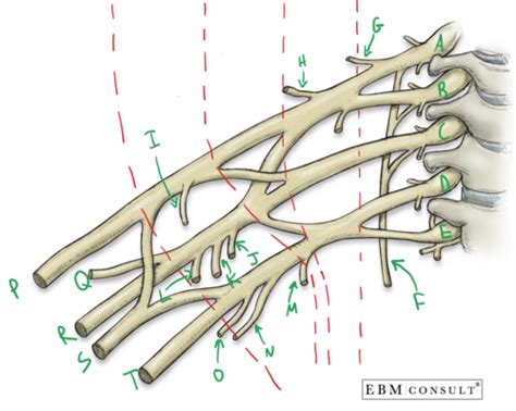 Spinal Cord Flashcards Quizlet