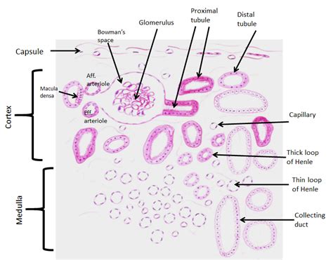 Renal Cortex Histology Diagram