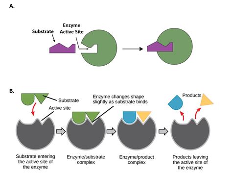 Labeled Enzymes Lock And Key