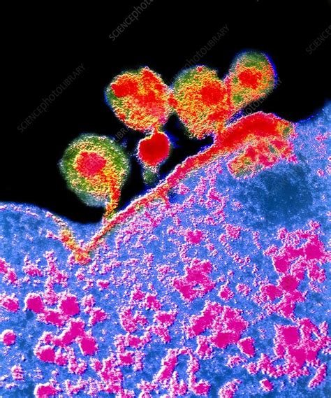 Tem Of Hiv Budding From T4 Cell Stock Image M050 0108 Science Photo Library