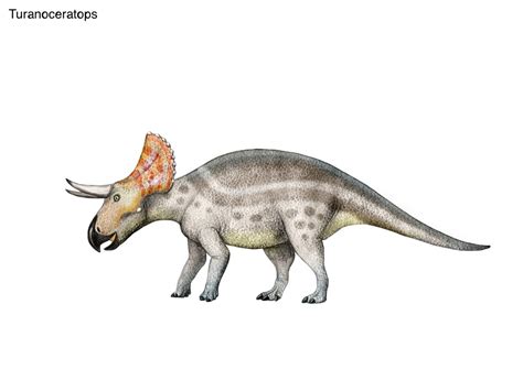 Turanoceratops Alchetron The Free Social Encyclopedia