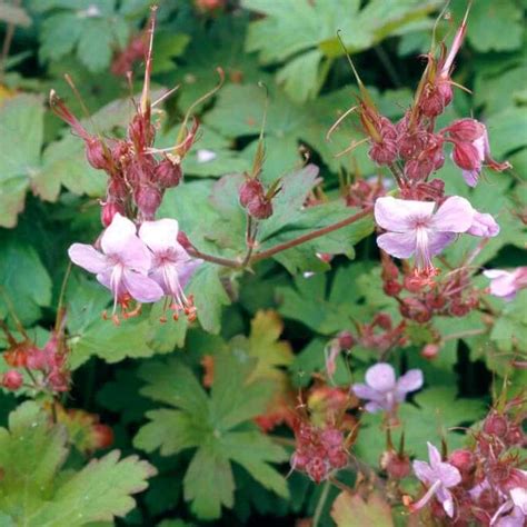 Macrorrhizum Geranium Seeds Hardy Garden Flower Planting