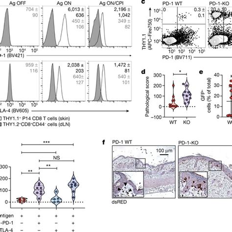 Tolerant And Pathogenic Skin Antigen Specific Cd8 T Cells Are Different Download Scientific