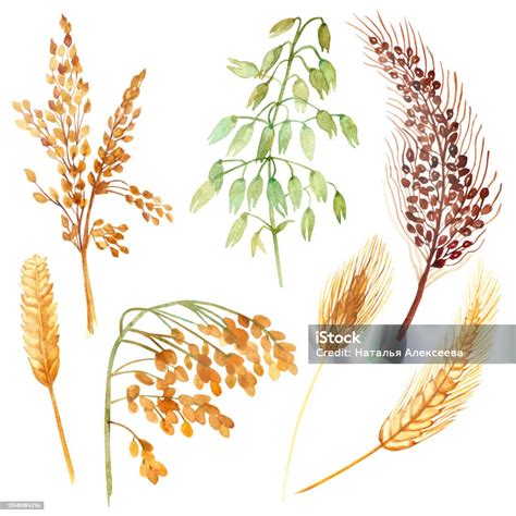 노란색 녹색 및 밀 귀리 보리 기장 곡물 시리얼 컬렉션으로 설정된 수채화 손 페인트 자연 필드 식물은 흰색 배경에 고립 일러스트레이션에 대한 스톡 벡터 아트 및 기타 이미지