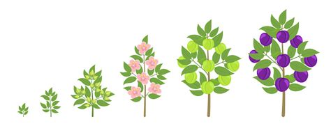 푸른 매화 나무 성장 단계입니다 숙성 기간 진행 댐슨 과일 나무 라이프 사이클 애니메이션 식물 묘목 가지 치기는 단계를 증가시다 개발에 대한 스톡 벡터 아트 및 기타 이미지