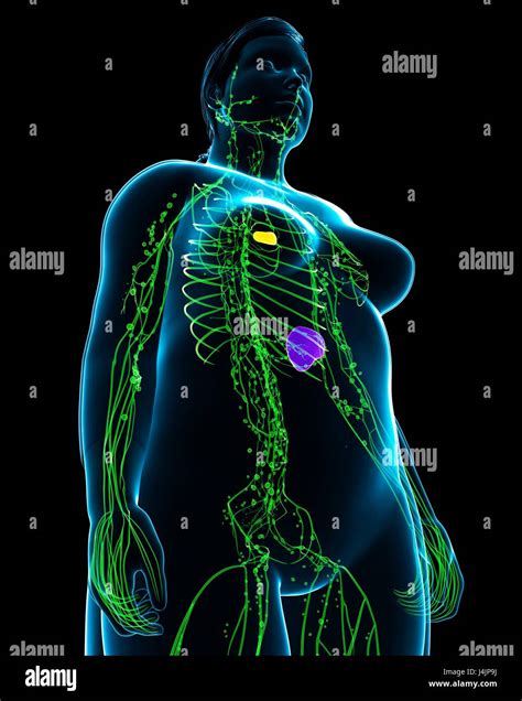 Illustration Of Female Lymphatic System Stock Photo Alamy