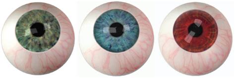 논문 리뷰 Synthetic Iris Image Databases and Identity Leakage Risks and Mitigation Strategies