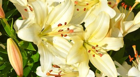 How to Plant, Grow, and Care for Stargazer Lilies