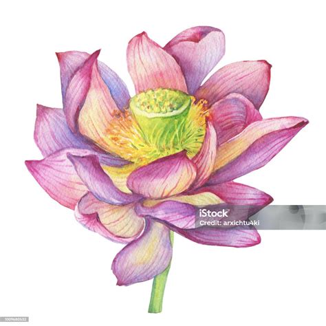 에 로터스를 핑크 꽃 수채화 손으로 그린 그림을 흰색 배경에 고립 된 그림 초대장 인사말 카드 섬유 디자인 패키지에 대 한 0명에 대한 스톡 벡터 아트 및 기타 이미지