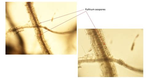 Pythium K State Turf And Landscape Blog