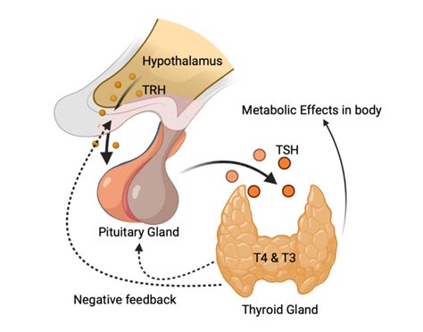 Regulation Of Thyroid Hormones Secretion By The Hypothalamus And