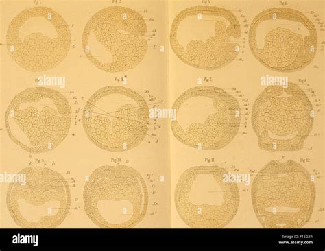 This 1883 Work Details The Development Of The Mesoderm Middle Germ Layer In Vertebrates