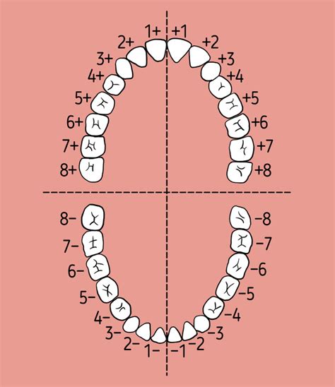 Dental Quadrant Numbering System At Chelsie Malika Blog