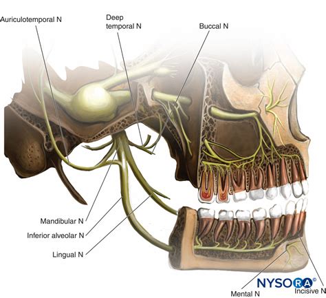 Mandibular Nerve Block