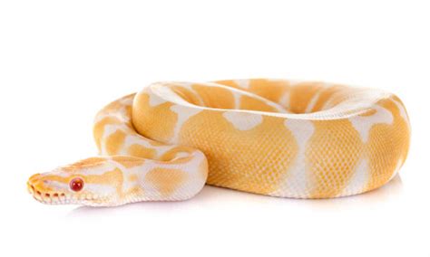 Orange Albino Ball Python Orange Albino Ball Python