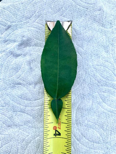 Citrus Tree ID By Leaf