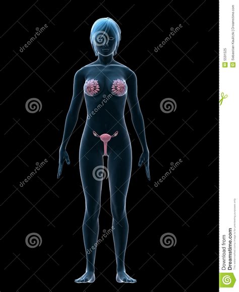 Female Sex Organs Stock Illustration Illustration Of Gynecology 5591525