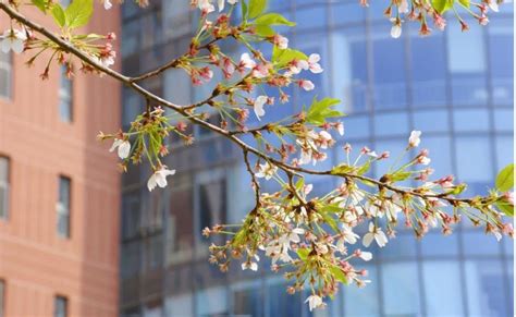 图片新闻 清华大学电子工程系