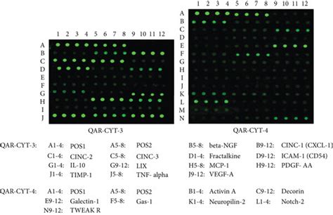Characterization Of Cm By Antibody Based Protein Array Download