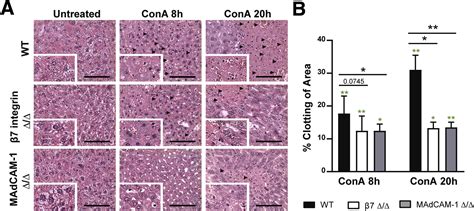 Madcam 1 α4β7 Integrin Mediated Lymphocyte Endothelium Interactions